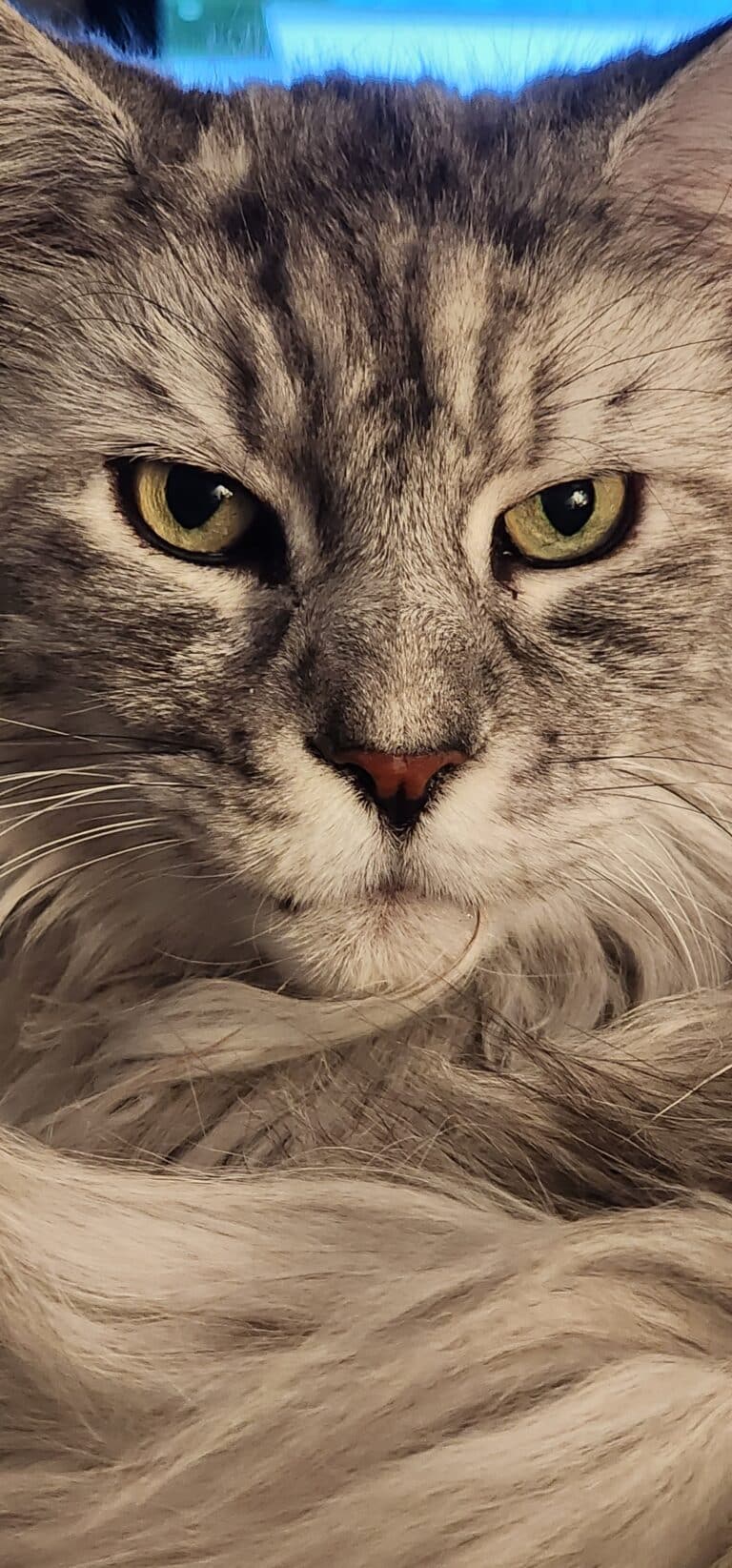 Popular Maine Coon Colors and Patterns - Maine Coon Kingdom